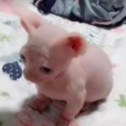 femboy vtuber - PLAYBOARD