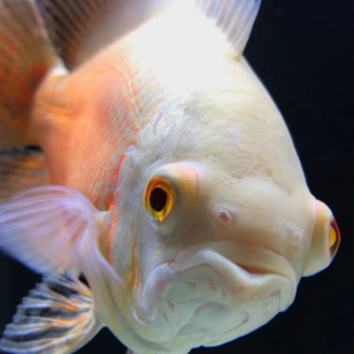 drossrotzank - PLAYBOARD