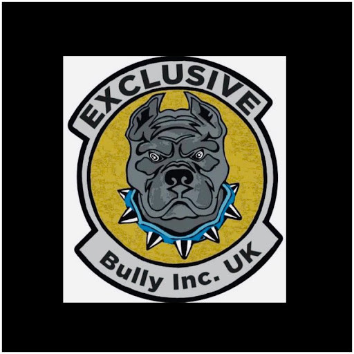 american bully breeder - PLAYBOARD