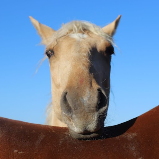 dainty Rascal Dancing - PLAYBOARD