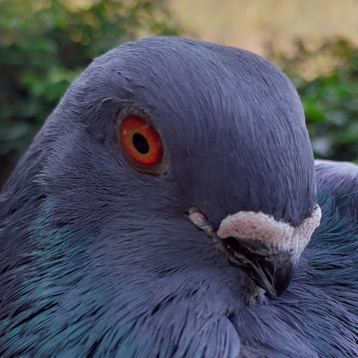 Palomas Buchonas En Cuba