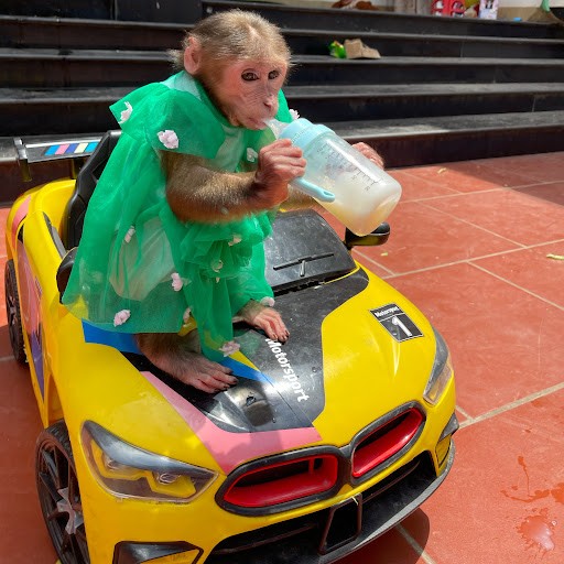 Monkey KaKa - PLAYBOARD