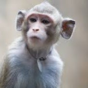 monkey lyly - PLAYBOARD